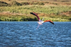 Can Flamingos Fly? All You Need To Know I TheBirdPedia