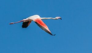Can Flamingos Fly? All You Need To Know I TheBirdPedia