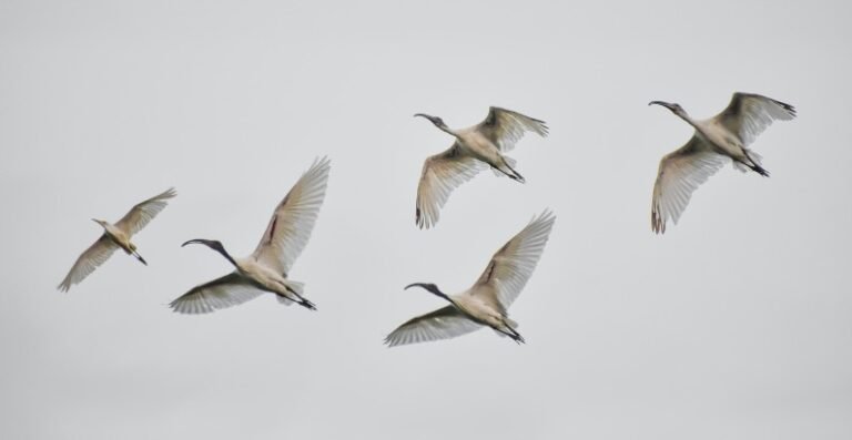 Why Do Birds Migrate? All You Need To Know