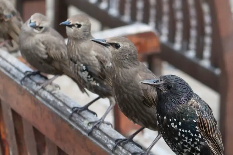 Baby Starlings - All You Need To Know I TheBirdPedia