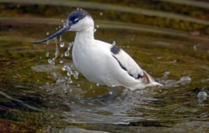 Avocet: Description, Pictures, & Fun Facts I TheBirdPedia