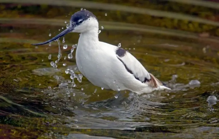Avocet: Description, Pictures, & Fun Facts I TheBirdPedia