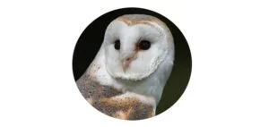 Do Owls Poop? All You Need To Know I TheBirdPedia