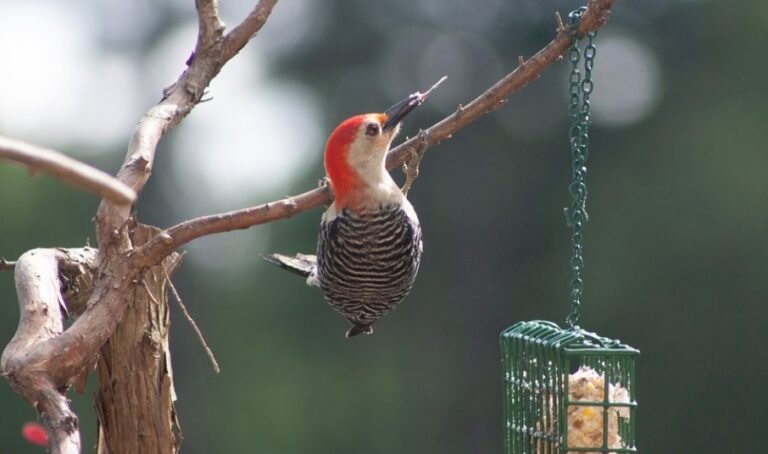 Alabama State Bird: Pictures, and Fun Facts I TheBirdPedia