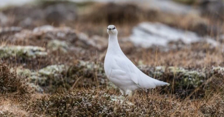 Alaska State Bird: Pictures, and Fun Facts I TheBirdPedia