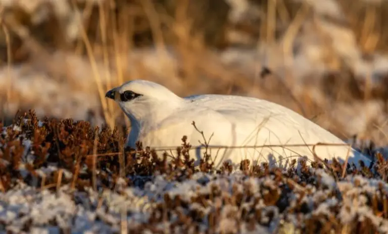 Alaska State Bird: Pictures, and Fun Facts I TheBirdPedia