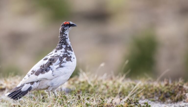 Alaska State Bird: Pictures, and Fun Facts I TheBirdPedia