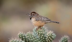 Arizona State Bird: Pictures, and Fun Facts I TheBirdPedia