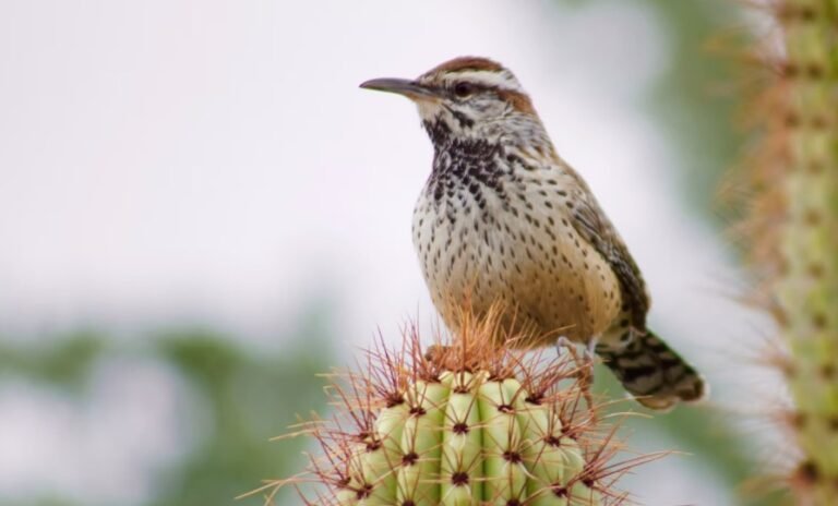 Arizona State Bird: Pictures, and Fun Facts I TheBirdPedia