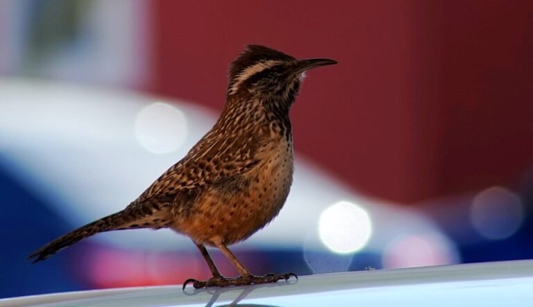 Arizona State Bird: Pictures, and Fun Facts I TheBirdPedia