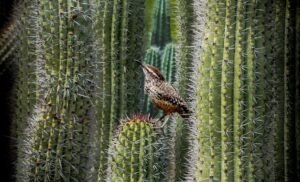 Arizona State Bird: Pictures, and Fun Facts I TheBirdPedia