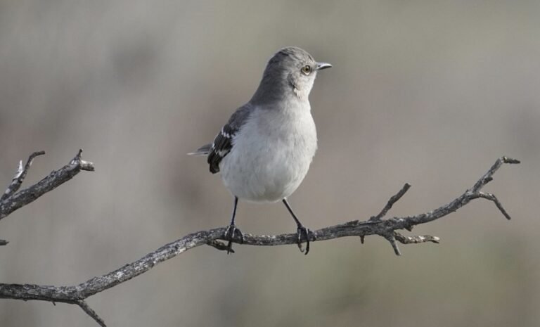 Arkansas State Bird: Description, Pictures, & Fun Facts