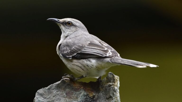 Arkansas State Bird: Description, Pictures, & Fun Facts