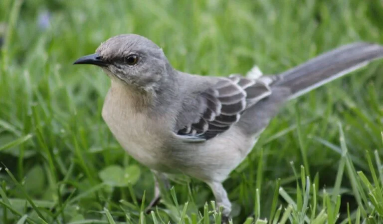 Arkansas State Bird: Description, Pictures, & Fun Facts