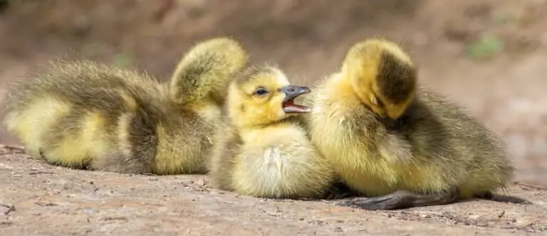 Chinese Geese: Description, Pictures, and Fun Facts