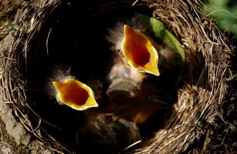 Ohio State Bird: Pictures, and Fun Facts I TheBirdPedia