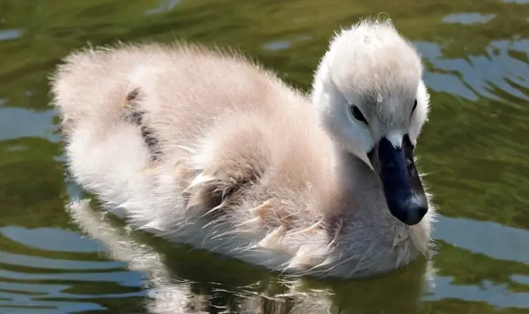 Baby Swans: Description, Pictures, Fun Facts I TheBirdPedia