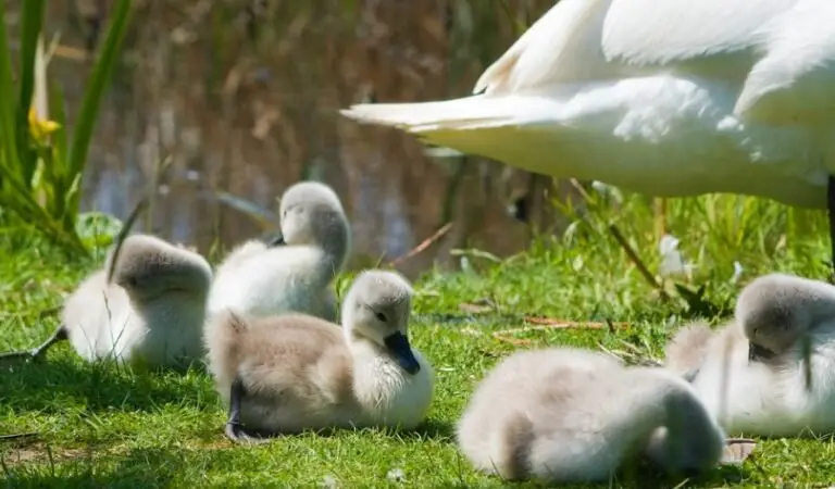 Baby Swans: Description, Pictures, Fun Facts I TheBirdPedia