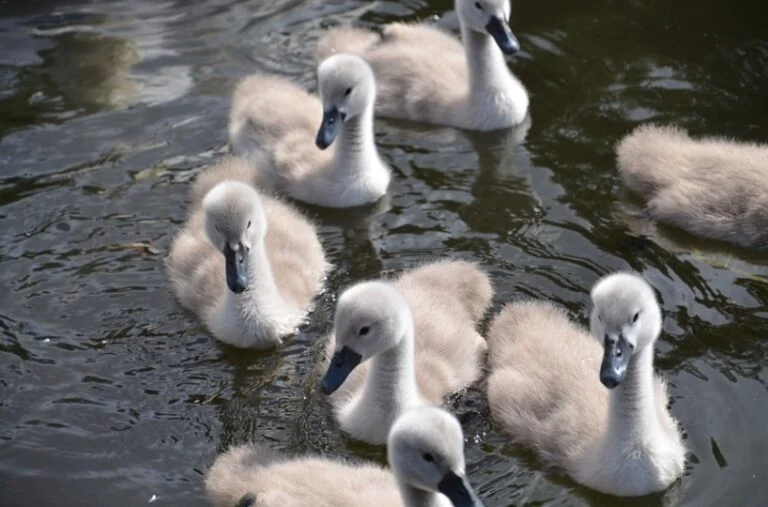 Baby Swans: Description, Pictures, Fun Facts I TheBirdPedia