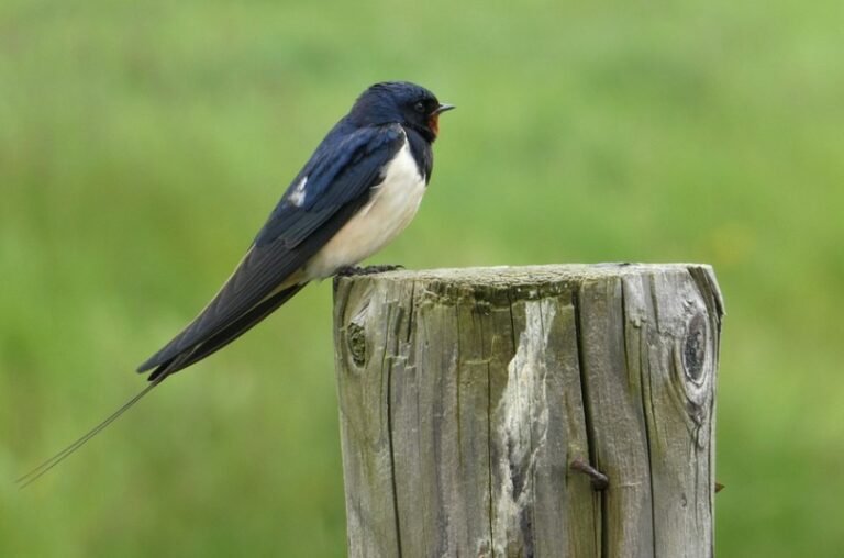 Barn Swallow: Description, Pictures, Fun Fact I TheBirdPedia