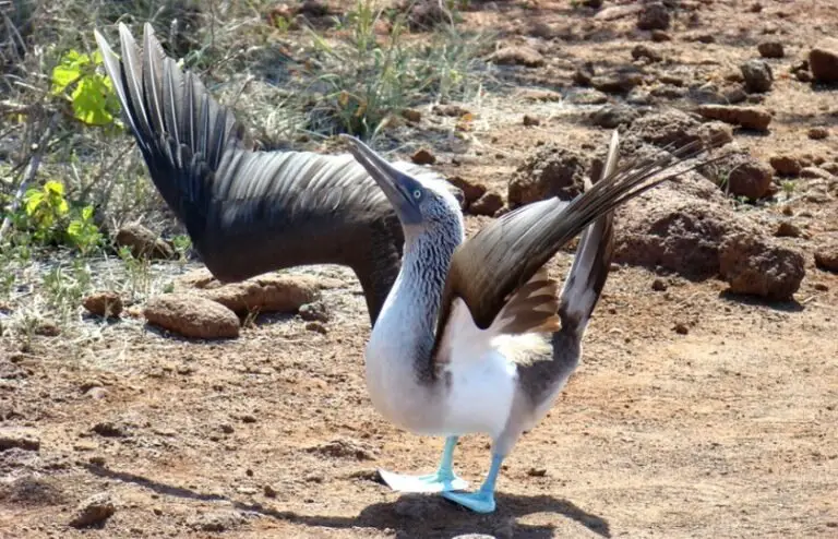 Booby Bird: Description, Pictures, Fun Facts I TheBirdPedia