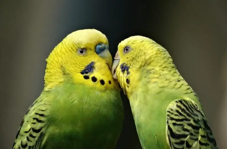Budgerigar: Description, Pictures, Fun Facts I TheBirdPedia