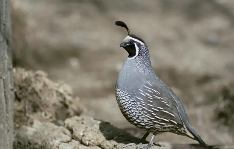 California State Bird: Pictures, & Fun Facts I TheBirdPedia