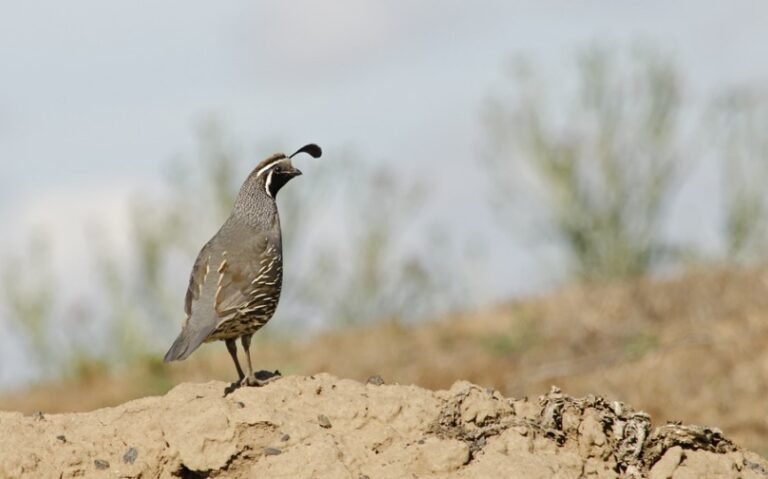 California State Bird: Pictures, & Fun Facts I TheBirdPedia