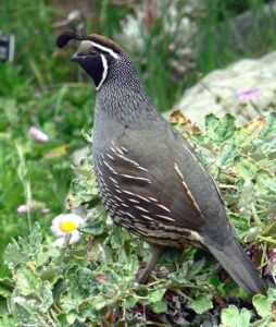 California State Bird: Pictures, & Fun Facts I TheBirdPedia