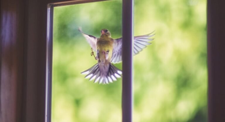 Can Bird See Glass? All You Need To Know I TheBirdPedia