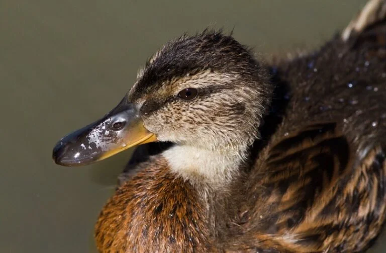 Can Birds Smell? All You Need To Know I TheBirdPedia