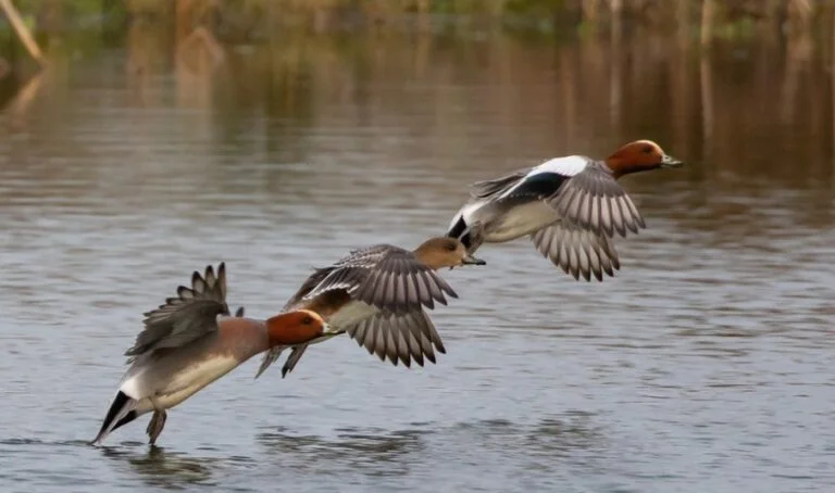 Can Ducks Fly? All You Need To Know I TheBirdPedia