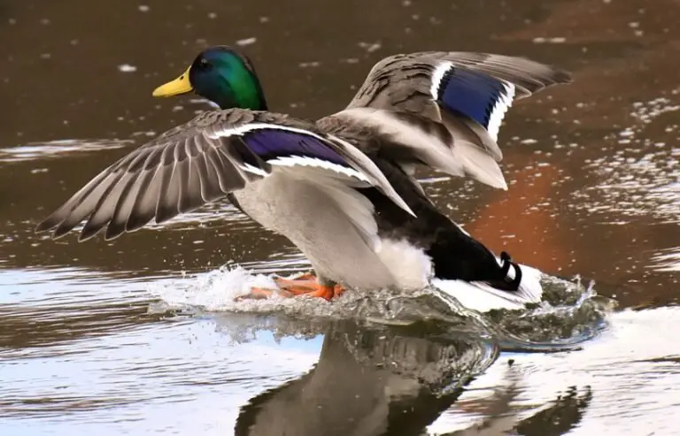 Can Ducks Fly? All You Need To Know I TheBirdPedia