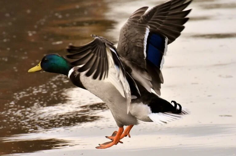 Can Ducks Fly? All You Need To Know I TheBirdPedia