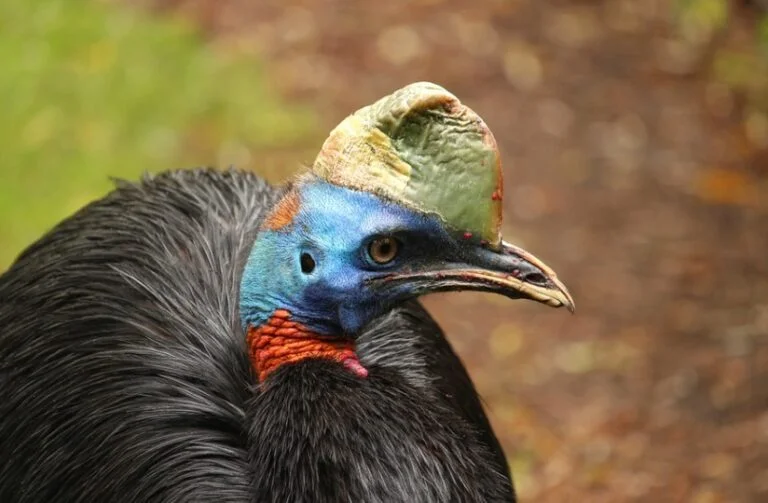 Cassowary: Description, Pictures, & Fun Facts I TheBirdPedia Cassowary: Description, Pictures, & Fun Facts I TheBirdPedia