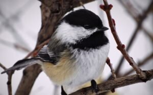 Chickadee: Description, Pictures, & Fun Facts I TheBirdPedia