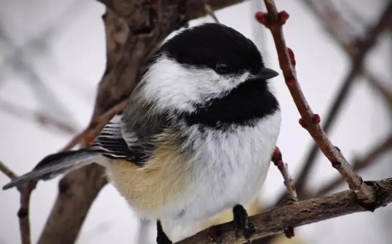 Chickadee: Description, Pictures, & Fun Facts I TheBirdPedia