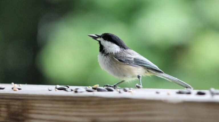 Chickadee: Description, Pictures, & Fun Facts I TheBirdPedia