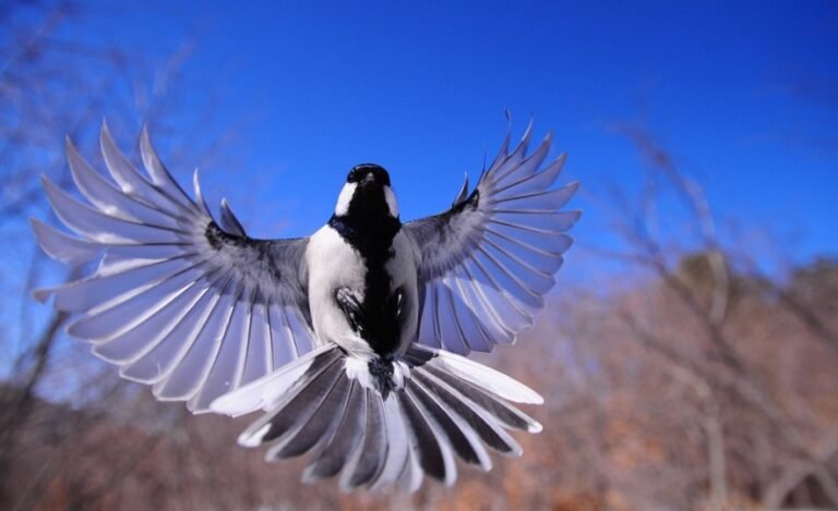 Chickadee: Description, Pictures, & Fun Facts I TheBirdPedia