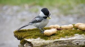 Chickadee: Description, Pictures, & Fun Facts I TheBirdPedia