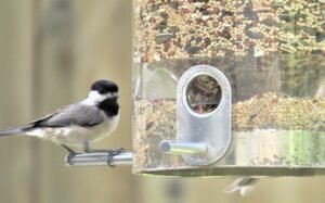 Chickadee: Description, Pictures, & Fun Facts I TheBirdPedia
