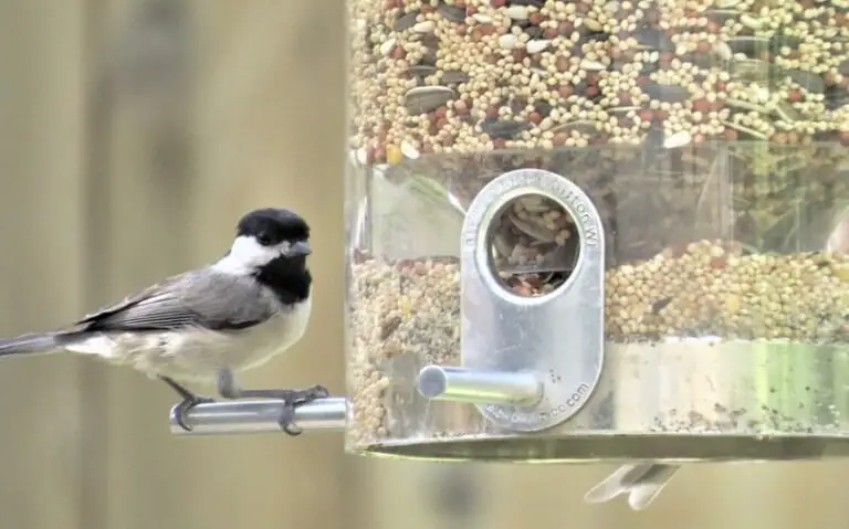 Chickadee: Description, Pictures, & Fun Facts I TheBirdPedia
