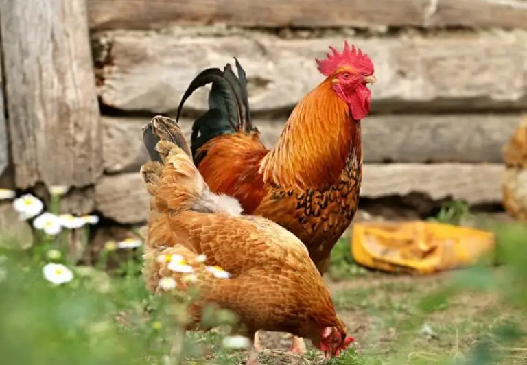 Chicken: Description, Pictures, & Fun Facts I TheBirdPedia