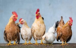 Chicken: Description, Pictures, & Fun Facts I TheBirdPedia