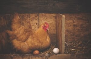 Chicken: Description, Pictures, & Fun Facts I TheBirdPedia