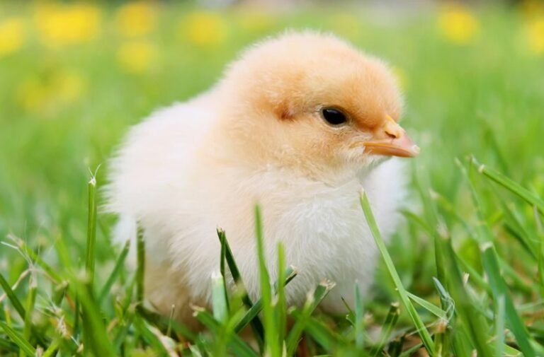 Chicken: Description, Pictures, & Fun Facts I TheBirdPedia