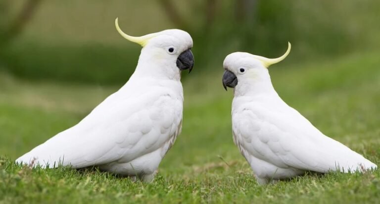 Cockatoo: Description, Pictures, & Fun Facts I TheBirdPedia