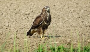 Common Buzzard: Description, Pictures, and Fun Facts