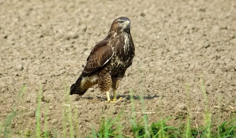 Common Buzzard: Description, Pictures, and Fun Facts