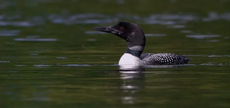 Common Loon: Description, Pictures, Fun Facts I TheBirdPedia